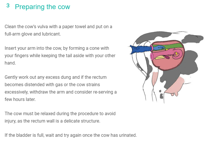 On the bull semen explosion, animal husbandry, and how medieval people ...